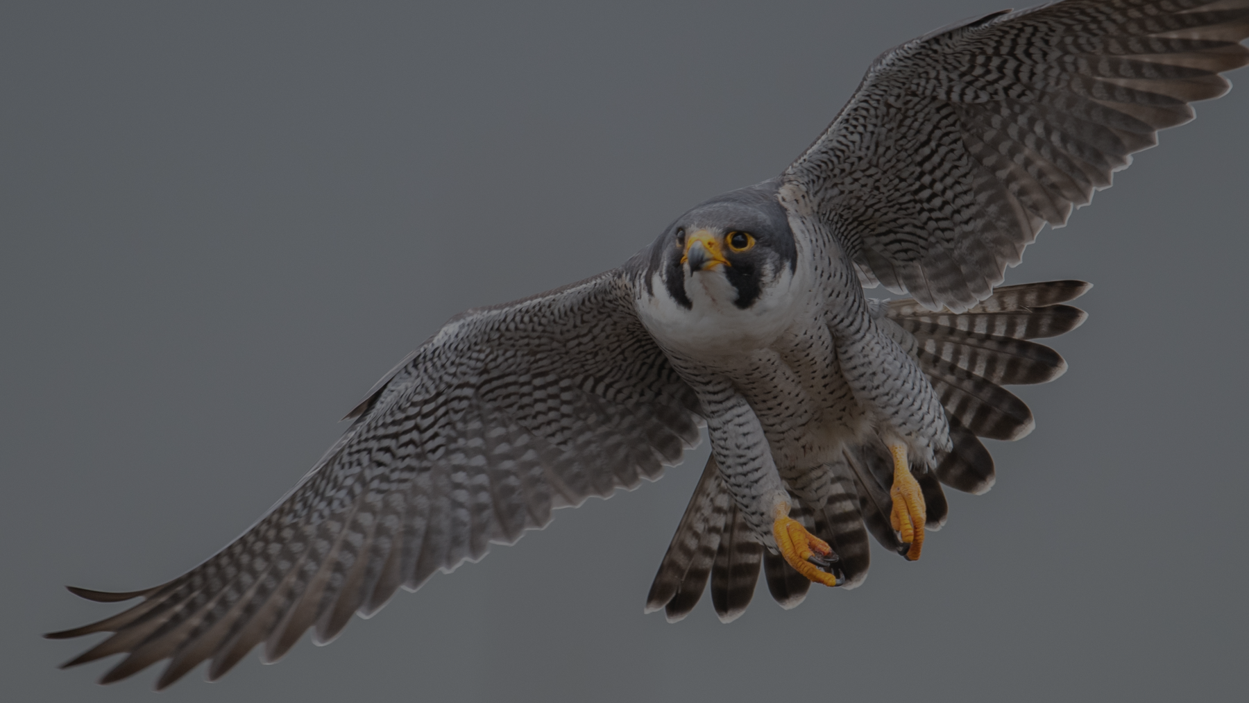 Falconor | Where Premium Quality meets Excellence